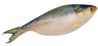 Hilsa Fish 1200-1500 gm (12 15) 44 lbs - Best Asian Food Store